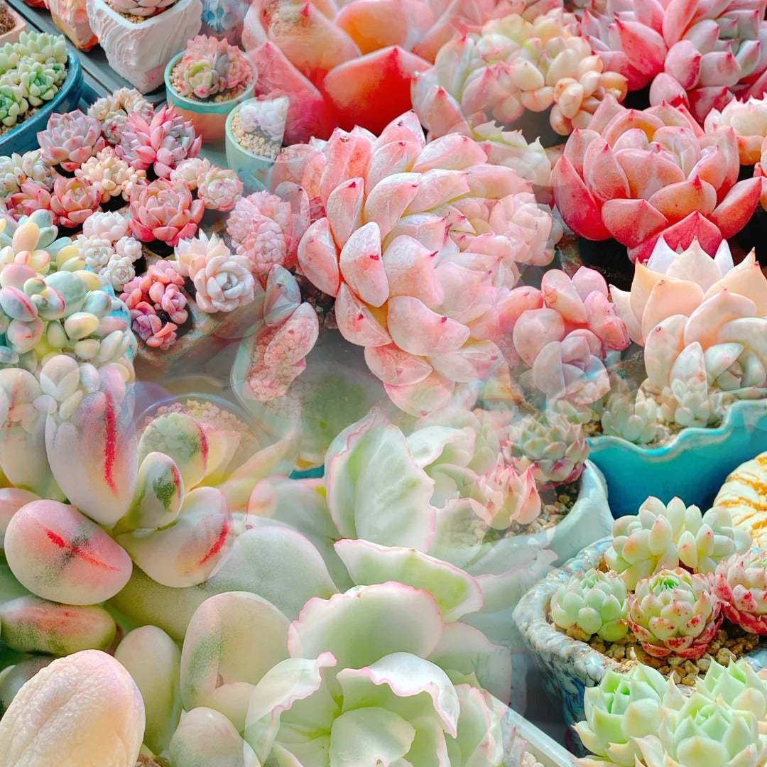 What Are Succulents? 🌵 Beginner's Guide to Easy Plant Care – Chic Chic ...