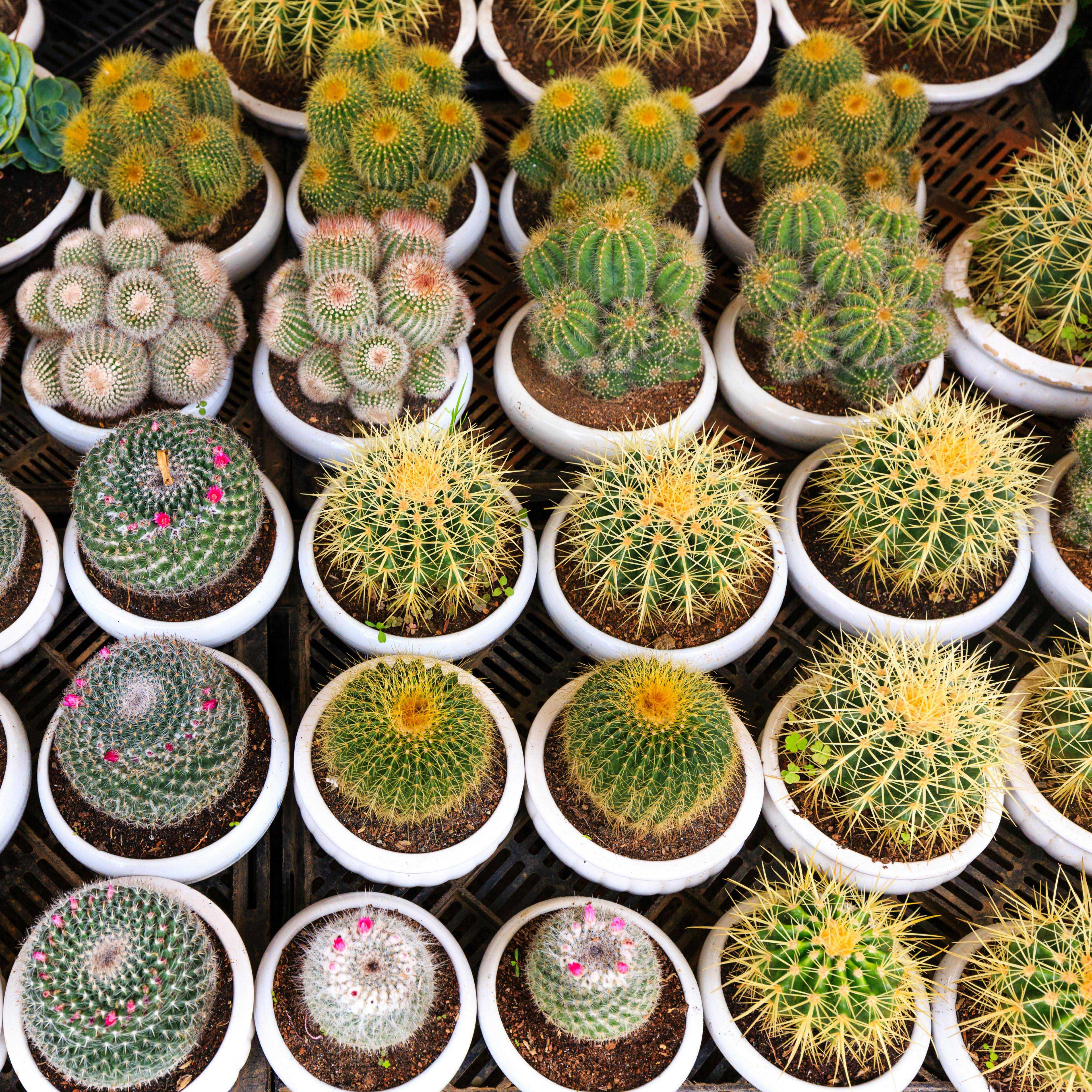 Cactus – Chic Chic Plants | Colorful Lithops & Rare Collectible ...