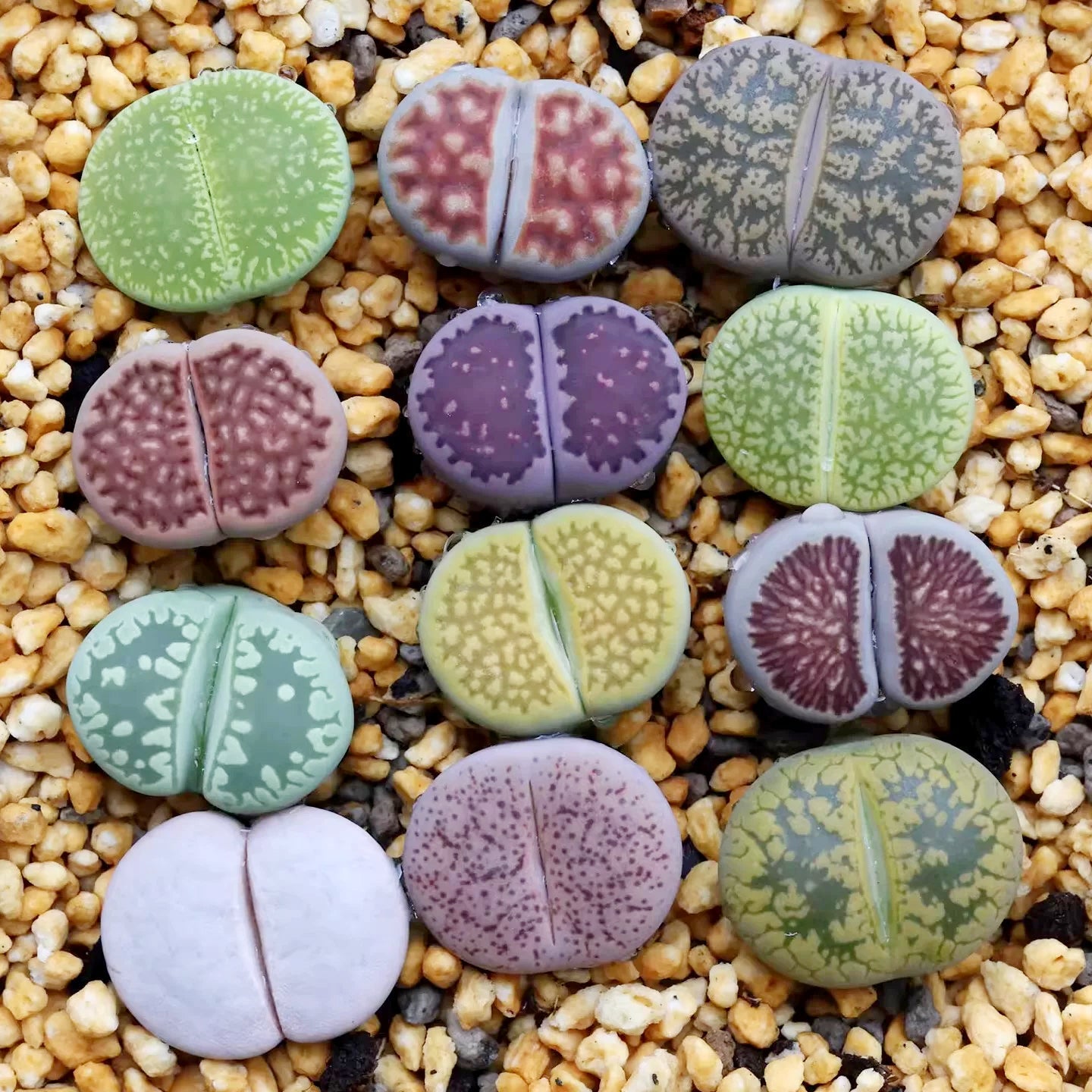Lithops – Chic Chic Plants | Colorful Lithops & Rare Collectible ...