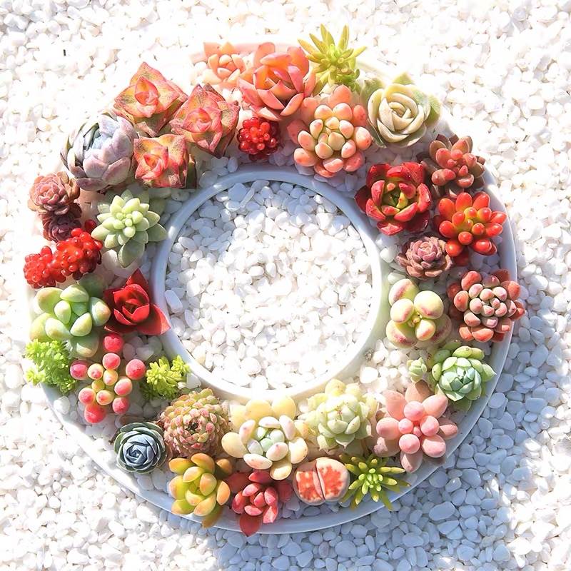 Seeds – Chic Chic Plants | Colorful Lithops & Rare Collectible ...