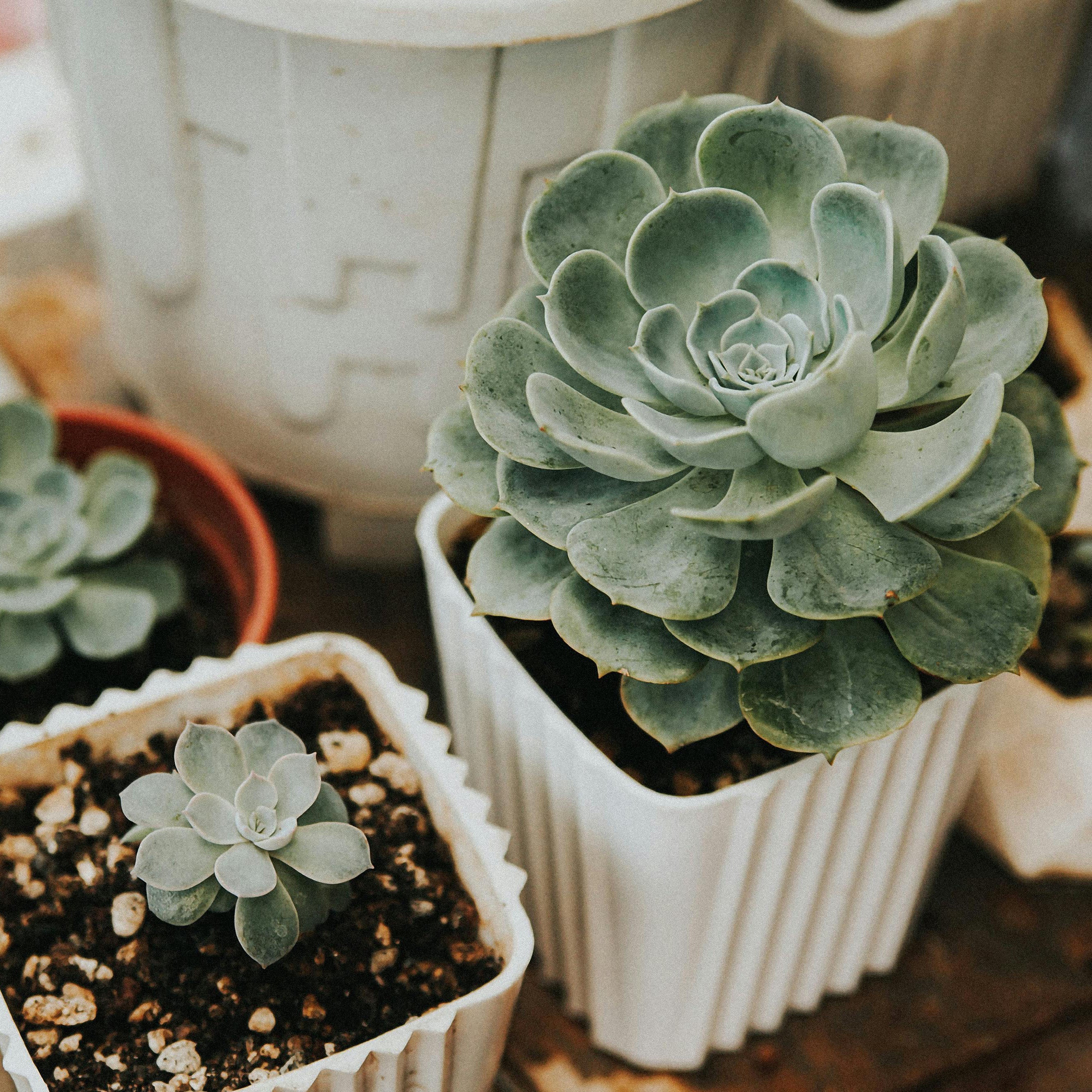 Succulents – Chic Chic Plants | Colorful Lithops & Rare Collectible ...