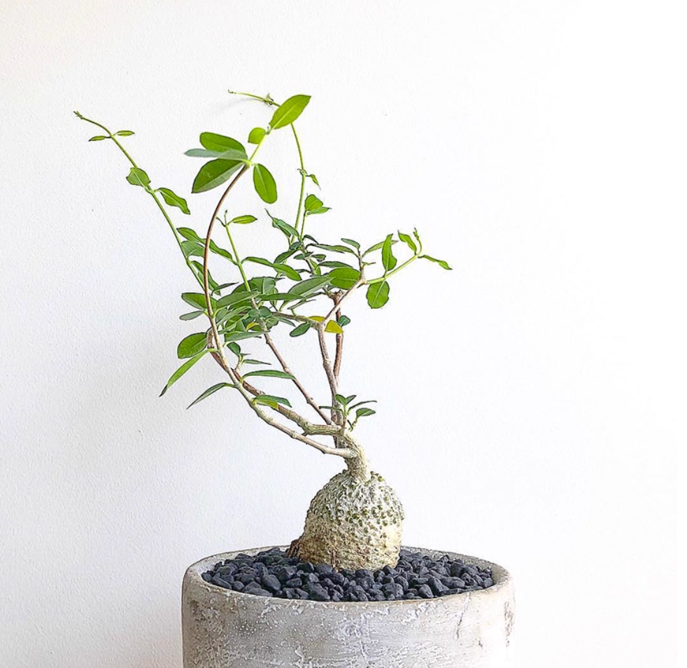 Fockea edula – Unique Caudex Plant | Easy-Care Bonsai Style Succulent ...